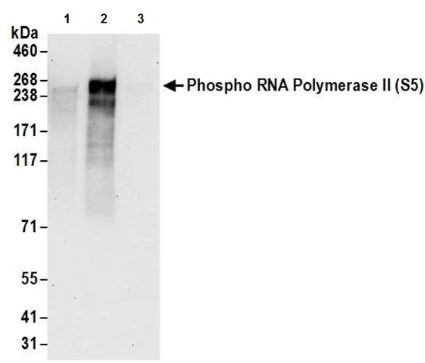 Anti-RNA polymerase II RPB1 (phospho S5) antibody (ab240740) | Abcam