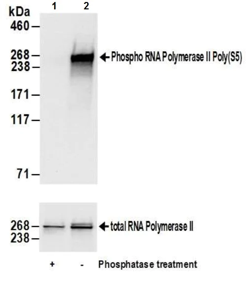 Anti-RNA polymerase II RPB1 (phospho S5) antibody (ab240740) | Abcam