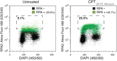 Anti-RPA32/RPA2 antibody [9H8] - mouse monoclonal (ab2175) | Abcam