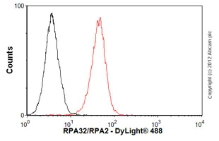 Anti-RPA32/RPA2 antibody [9H8] - mouse monoclonal (ab2175) | Abcam