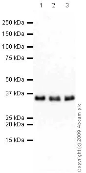 Anti-RPA32/RPA2 antibody [9H8] - mouse monoclonal (ab2175) | Abcam