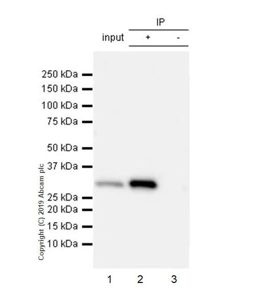 Anti-RPA32/RPA2 antibody [EPR22950-81] - BSA and Azide free (ab256819 ...