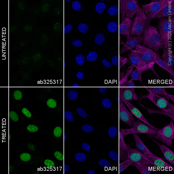 Anti-RPA32/RPA2 (phospho S4) antibody [EPR29611-59] (ab325317) | Abcam