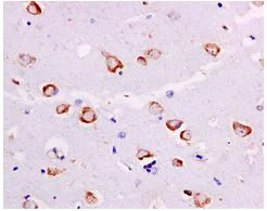 Anti-RPL7A antibody [EPR12310] (ab172478) | Abcam