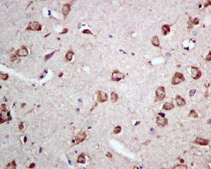 Anti-RPS15 antibody [EPR11104] - BSA and Azide free (ab249301) | Abcam