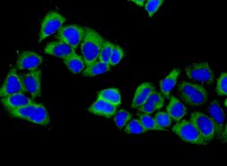 Anti-RPS2 antibody [EPR10834(B)] (ab155961) | Abcam