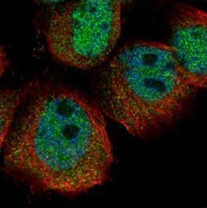 Anti-RPS27A antibody (ab227011) | Abcam