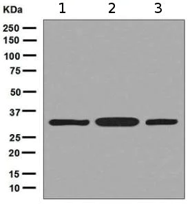 Anti-RPS3 antibody - Ribosome Marker [EPR7808] (ab128995) | Abcam