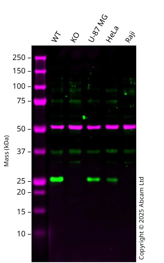 Anti-RRAS antibody [EPR15843] (ab191399) | Abcam