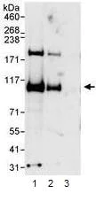 Anti-RTF1 antibody (ab99362) | Abcam