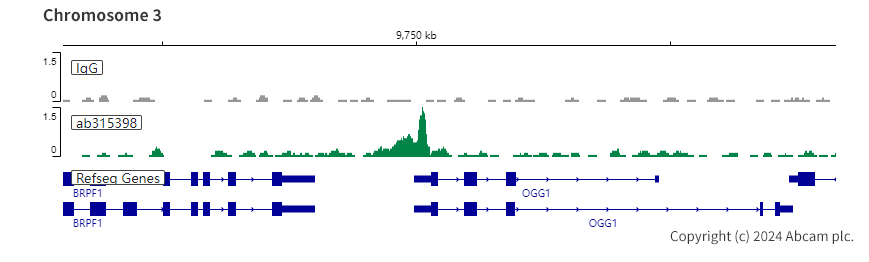 Anti-RUNX1 / AML1 antibody [RM1089] (ab315398) | Abcam