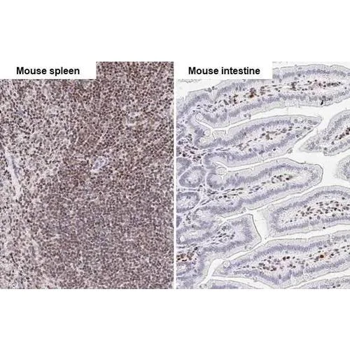 Anti-RUNX1 antibody [HL2211] (ab317163) | Abcam中文官网