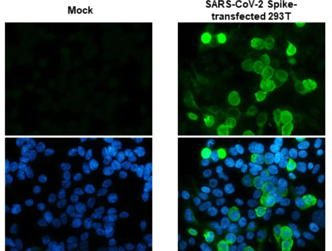 Anti-SARS-CoV-2 Spike Glycoprotein S1 antibody [HL134] - BSA and Azide ...