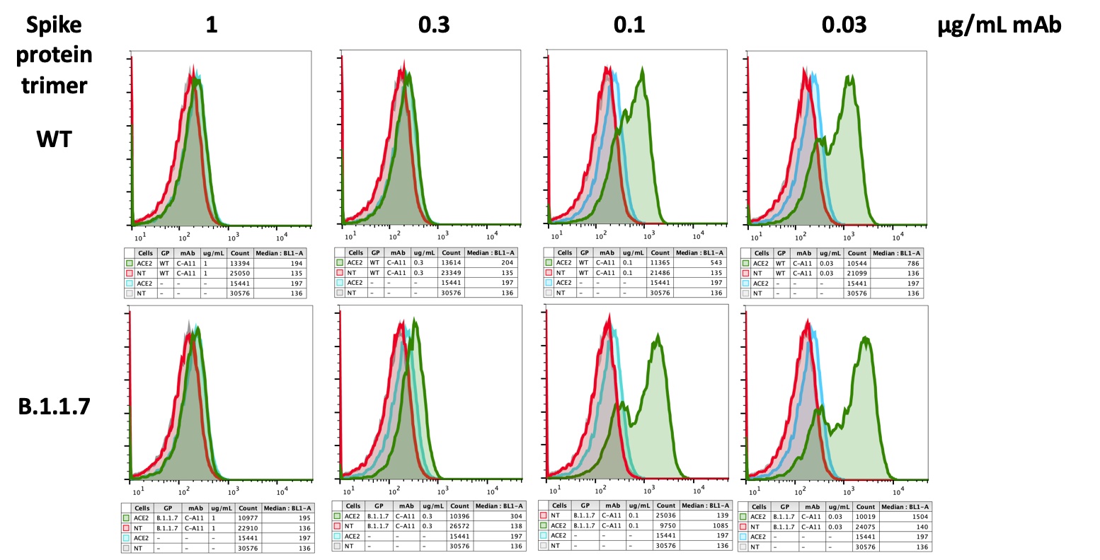 Anti-SARS-CoV-2 Spike RBD antibody [CA11] - BSA and Azide free ...