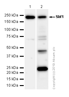 Anti-Sbf1 antibody [EPR12567] (ab181106) | Abcam