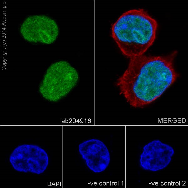 Anti-SC35 antibody [EPR12238] Rabbit monoclonal (ab204916) | Abcam
