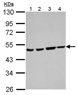 Anti-SCA10 antibody (ab153875) | Abcam