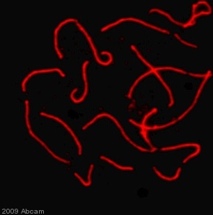 Anti-SCP3 antibody (ab15093) | Abcam