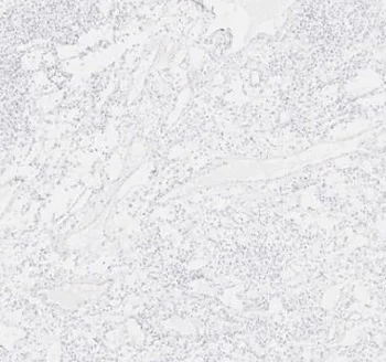 Anti-SCP3 antibody (ab235254) | Abcam