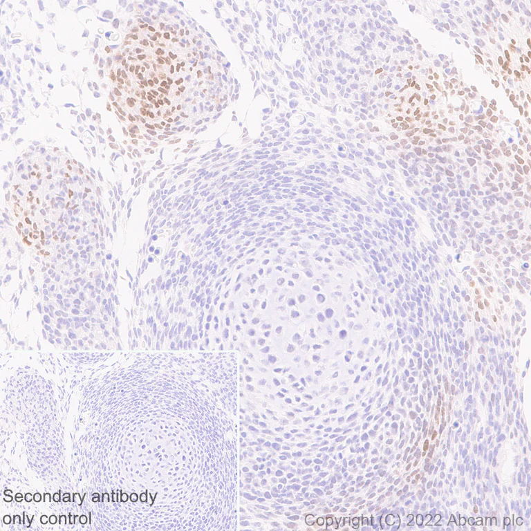 Anti-SCXA antibody [EPR26997-33] - BSA and Azide free (ab307723) | Abcam