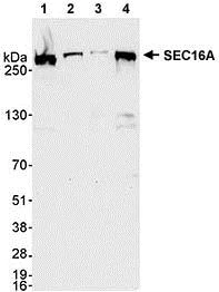 Anti-SEC16A/SEC16 antibody (ab70722) | Abcam