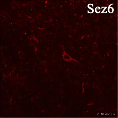 Anti-Sez6 antibody (ab121347) | Abcam