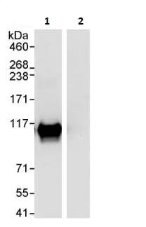 Anti-SFPQ antibody (ab264197) | Abcam