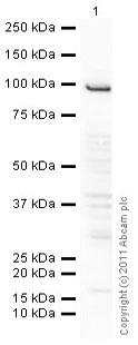 Anti-SFPQ antibody. Rabbit polyclonal (ab38148) | Abcam