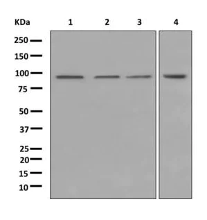 Anti-SFPQ antibody [EPR11846] - BSA and Azide free (ab250011) | Abcam
