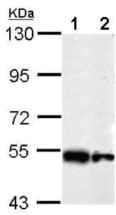 Anti-SHMT2/SHMT antibody (ab155230) | Abcam