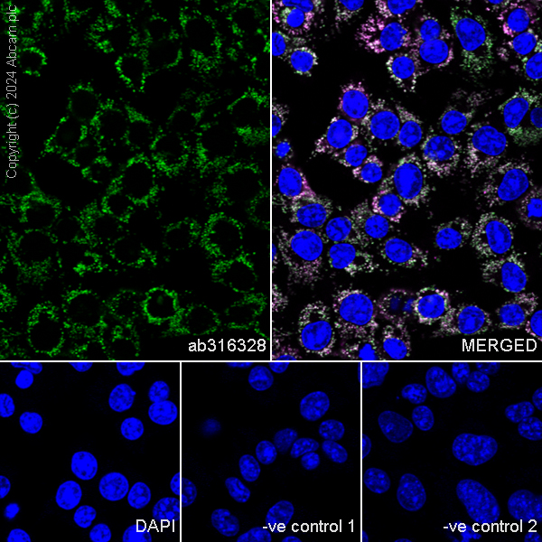 Anti-SHMT2/SHMT antibody [EPR28607-51] (ab316328) | Abcam