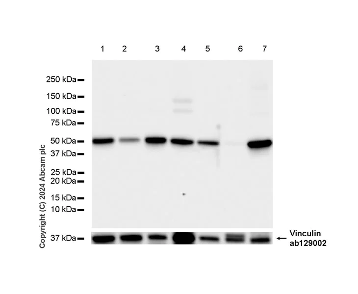 Anti-SHMT2/SHMT antibody [EPR28607-51] (ab316328) | Abcam