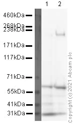 Anti-Sialoadhesin/CD169 antibody [HSn 7D2] - BSA and Azide free ...