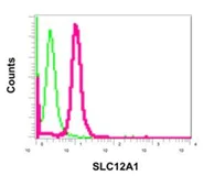 Anti-SLC12A1/NKCC2 antibody [EPR11842] (ab171747) | Abcam