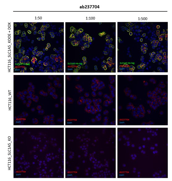 Anti-SLC1A5/ASCT2 antibody [CAL33] (ab237704) | Abcam