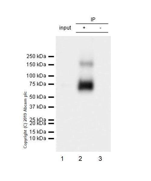 Anti-SLC1A5/ASCT2 antibody [CAL33] (ab237704) | Abcam
