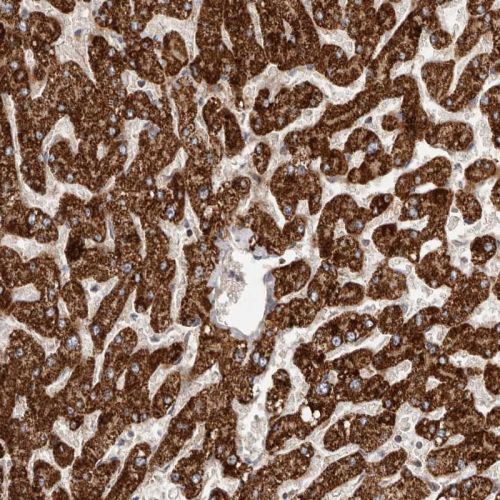 Anti-SLC25A20 antibody (ab244436) | Abcam
