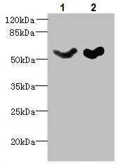 Anti-SLC25A25/APC3 antibody (ab237051) | Abcam