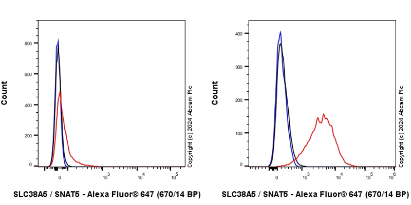 Anti-SLC38A5 / SNAT5 antibody [EPR27109-86] (ab317685) | Abcam