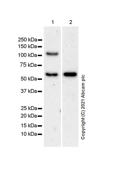 Anti-SLC5A7 antibody [EPR25152-16] (ab289635) | Abcam