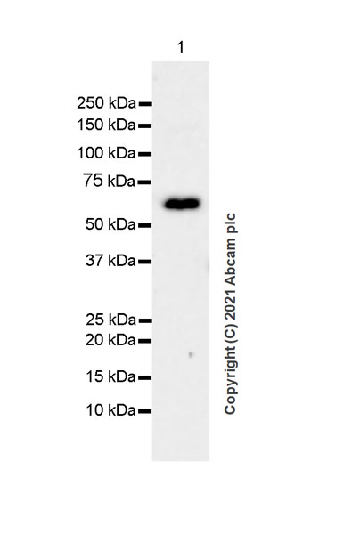 Anti-SLC5A7 antibody [EPR25152-16] (ab289635) | Abcam