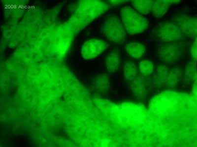 Anti-SLUG antibody (ab27568) | Abcam