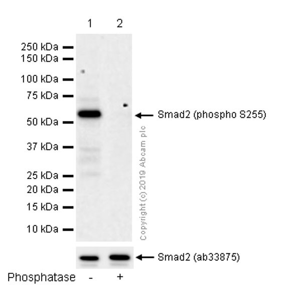 Anti-Smad2 (phospho S255) antibody [EPR2856(N)] (ab188334) | Abcam