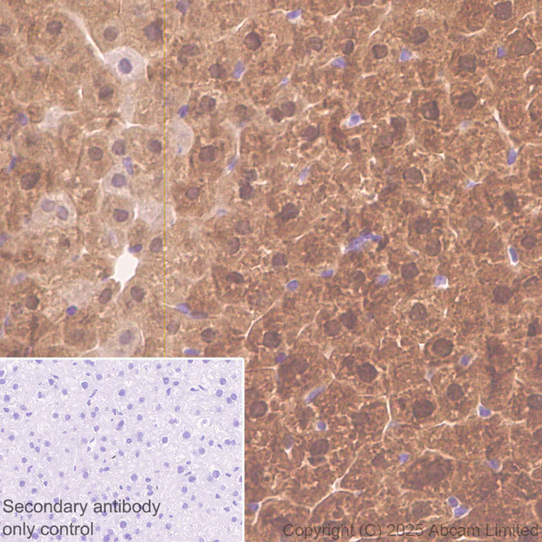 Anti-SMP30 antibody [EPR29674-517] (ab324949) | Abcam