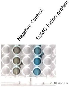 Anti-Smt3 antibody (ab14405) | Abcam