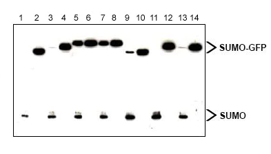Anti-Smt3 antibody (ab14405) | Abcam