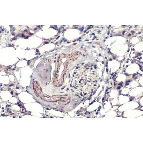 Anti-SOD2 antibody [HL1483] (ab317090) | Abcam