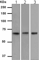 Anti-SODD antibody [EPR3596] (ab108988) | Abcam