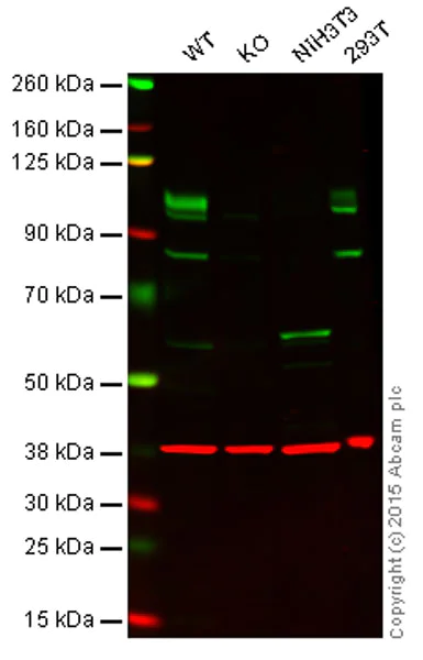 Sortilin/NT3抗体 (ab16640)| Abcam中文官网