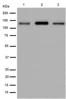 Anti-Spa-1 antibody [EPR14134] (ab189929) | Abcam